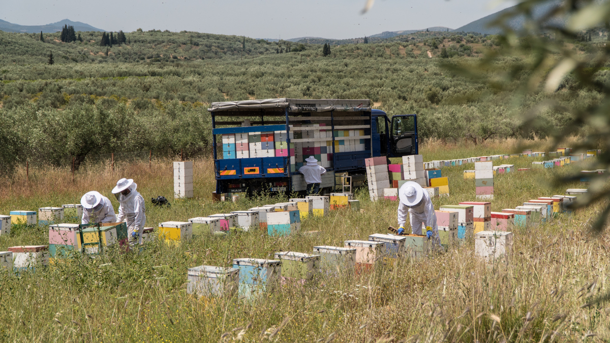 The Timeless Art of Nomadic Beekeeping in Greece – Primis Imports